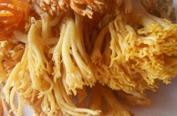 Changles chilenos: Deliciosos hongos endémicos de los bosques del sur ...