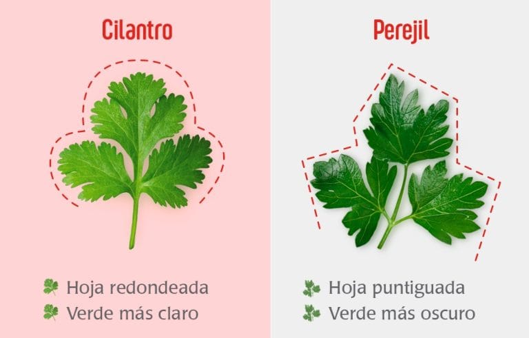 Receta de salsa de cilantro casera: Rápida, sencilla y versátil ...