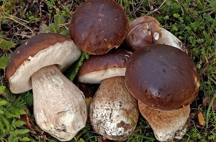 Hongos comestibles en la gastronomía chilena: Del bosque a la mesa ...