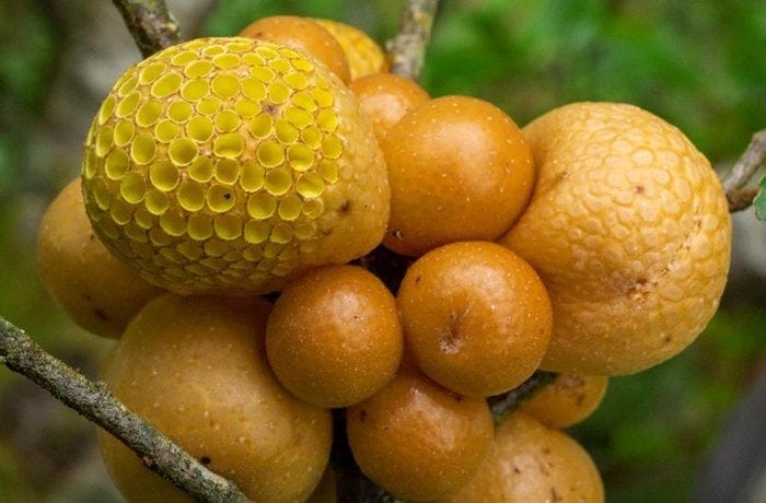 Hongos comestibles en la gastronomía chilena: Del bosque a la mesa ...